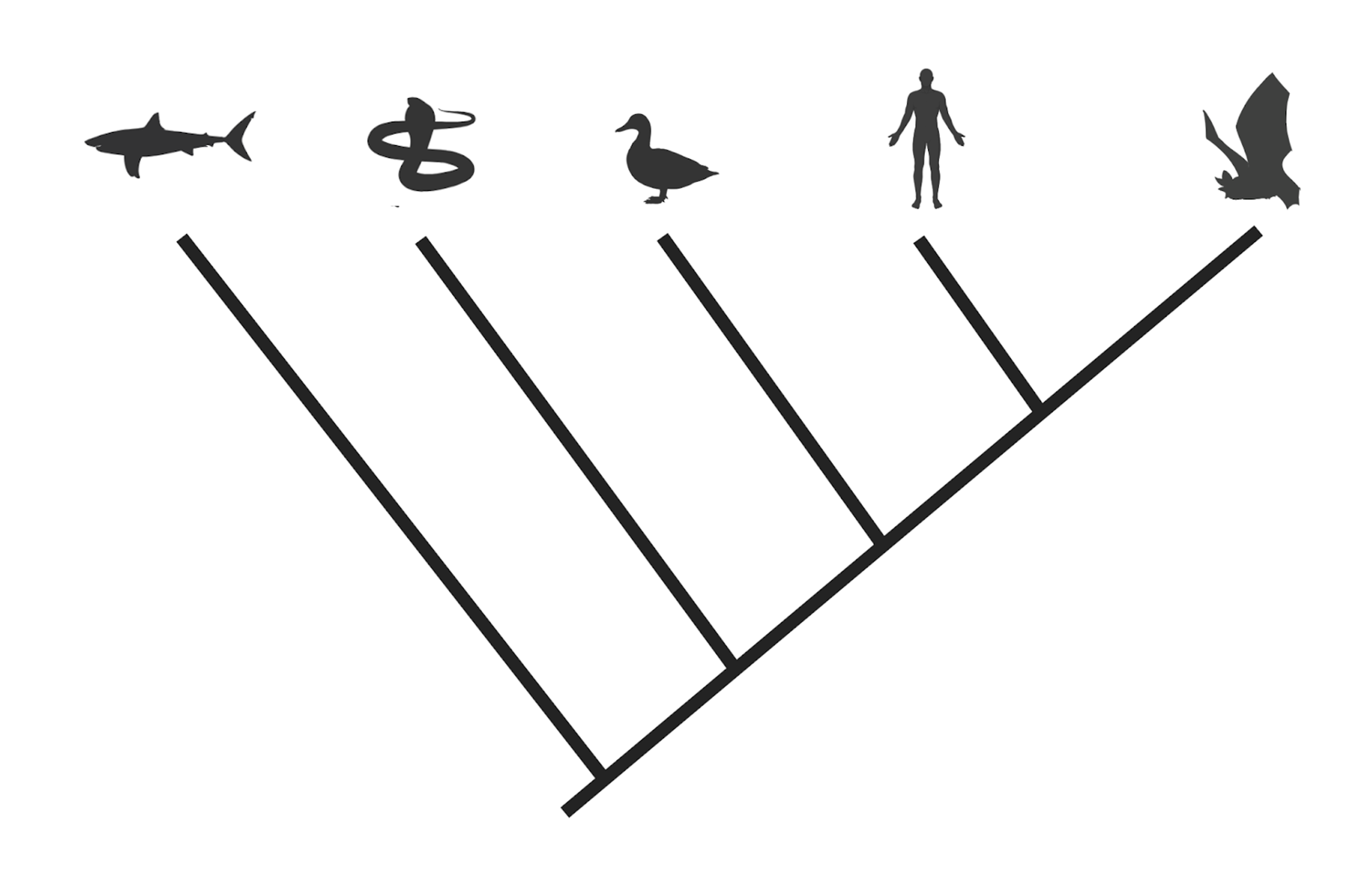 Cladogram Practice