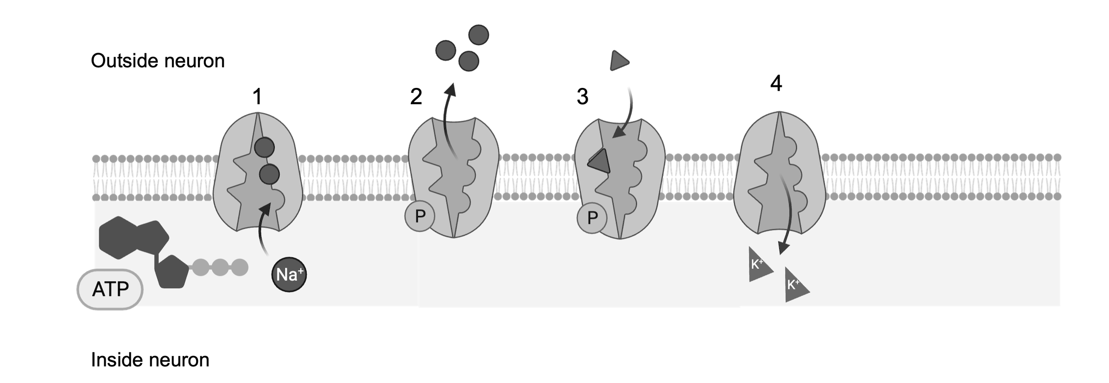 IB Biology HL - 2024 - Practice Exams - Mock Exam Set 1 Paper 1